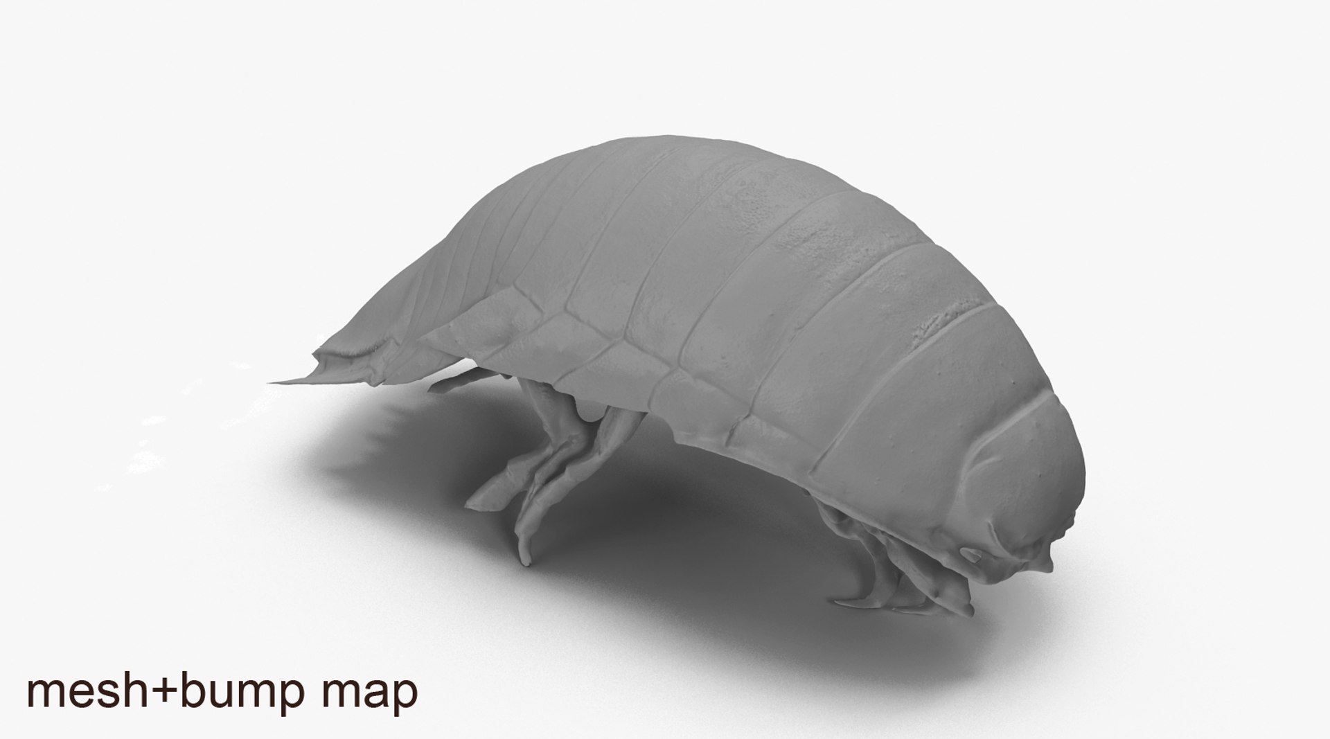 3d isopod scan
