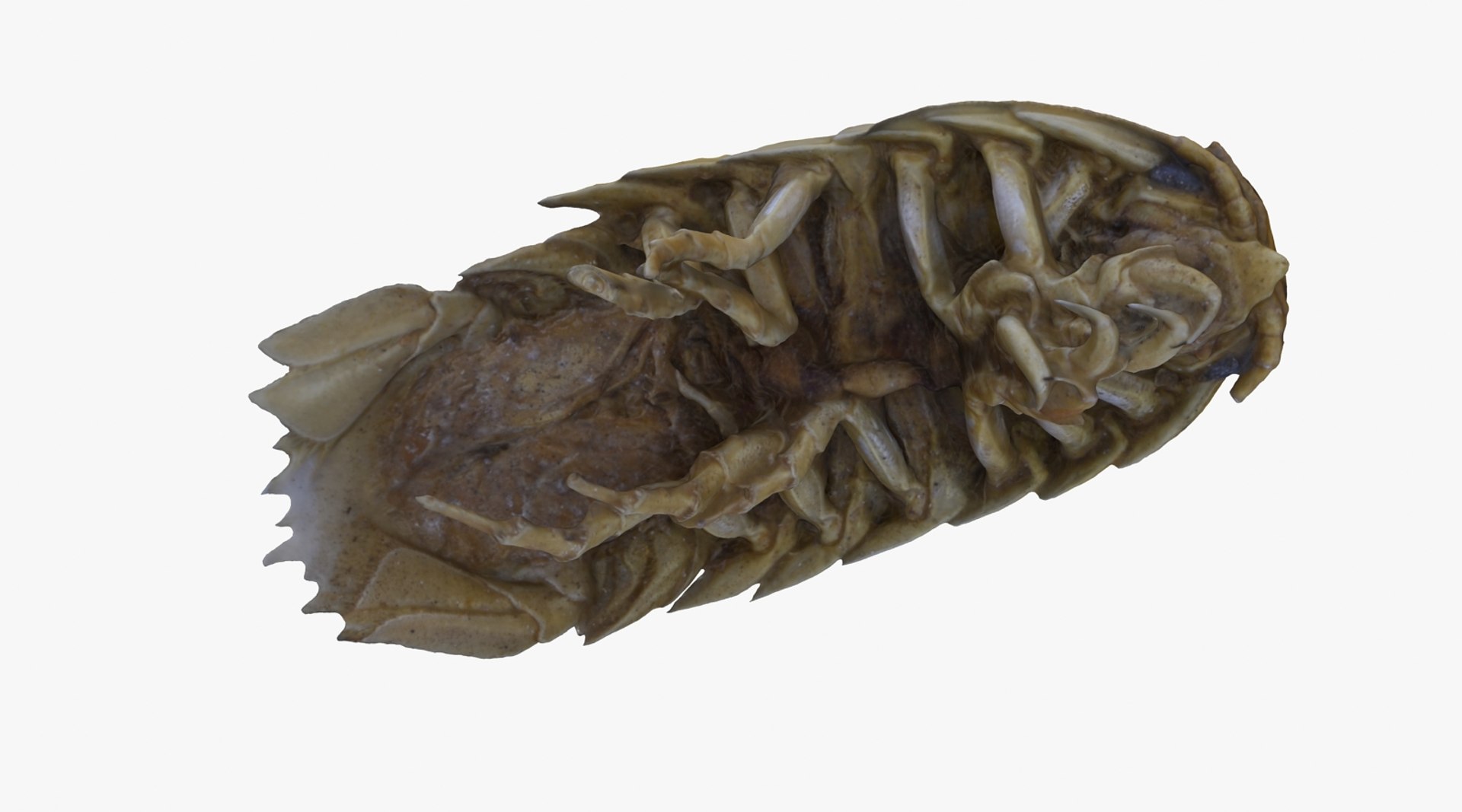 3d isopod scan