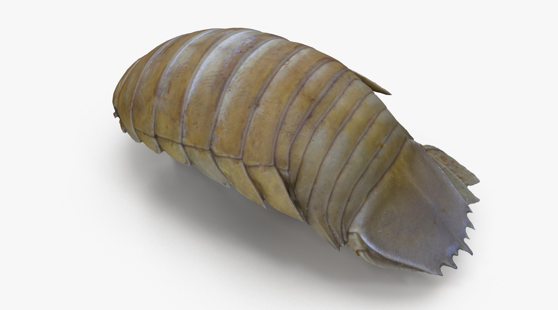 3d isopod scan