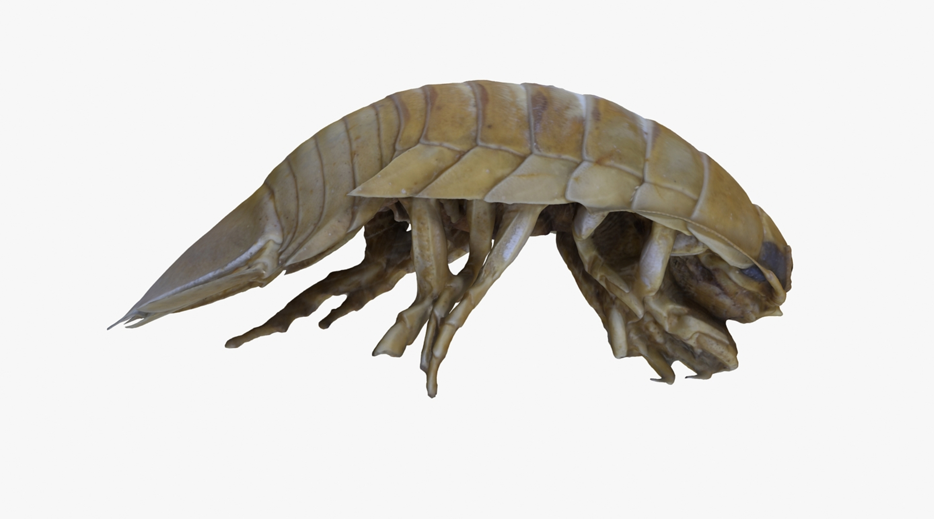 3d isopod scan