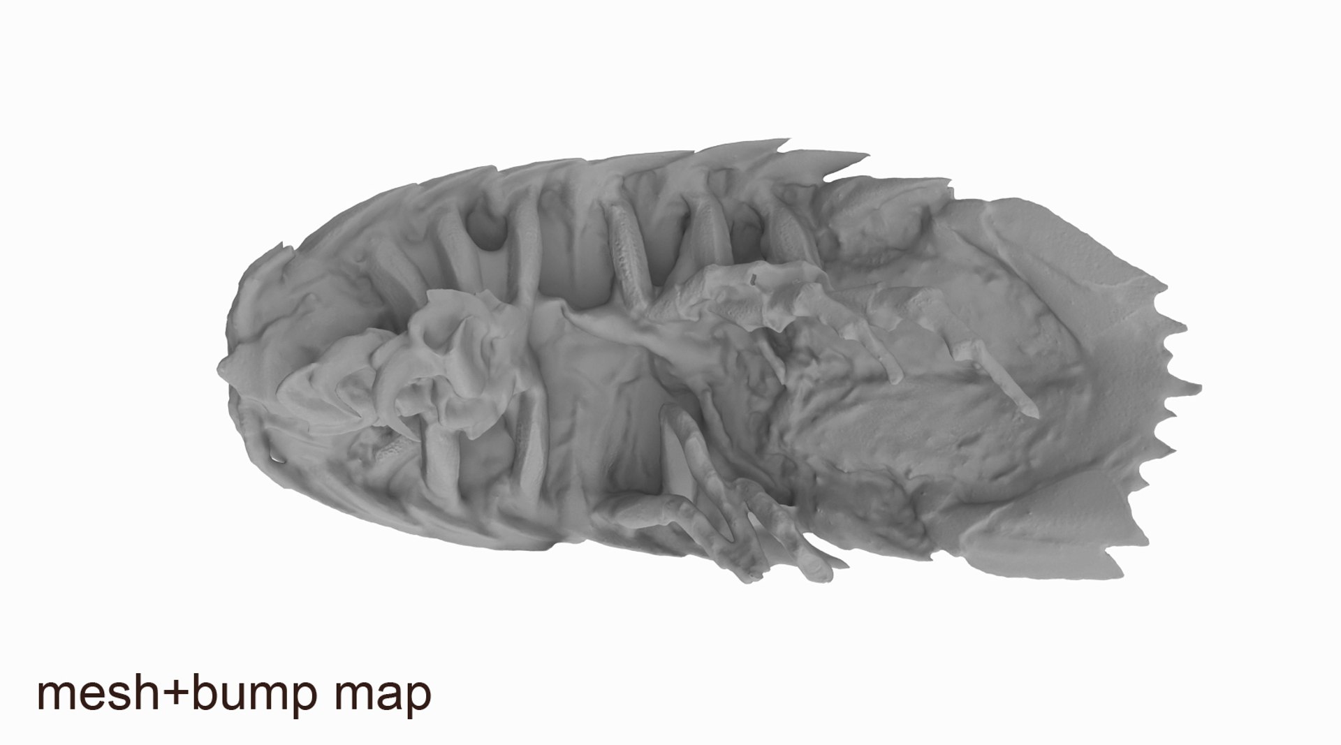 3d isopod scan