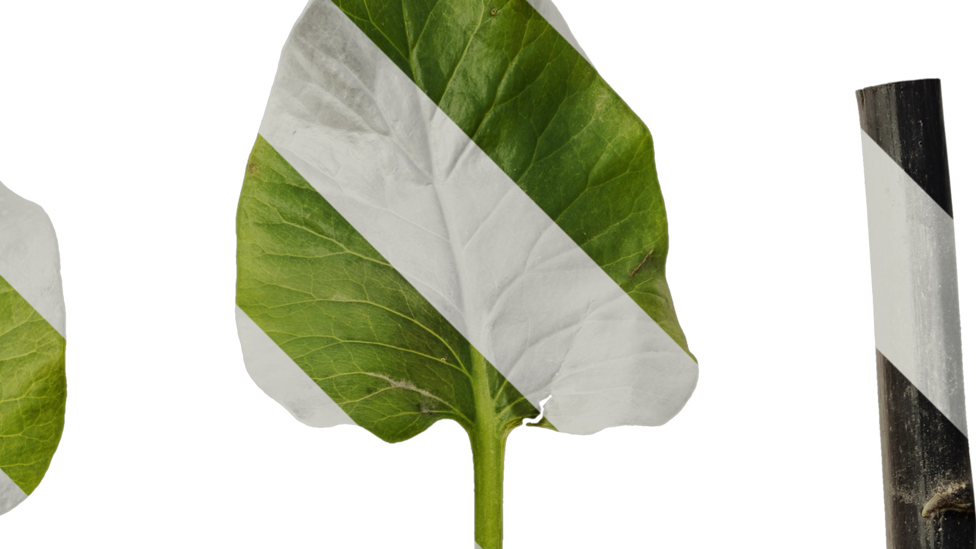 Anydrafts Cardiocrinum Giganteum Leaf 01 Textures 3D Model - TurboSquid ...