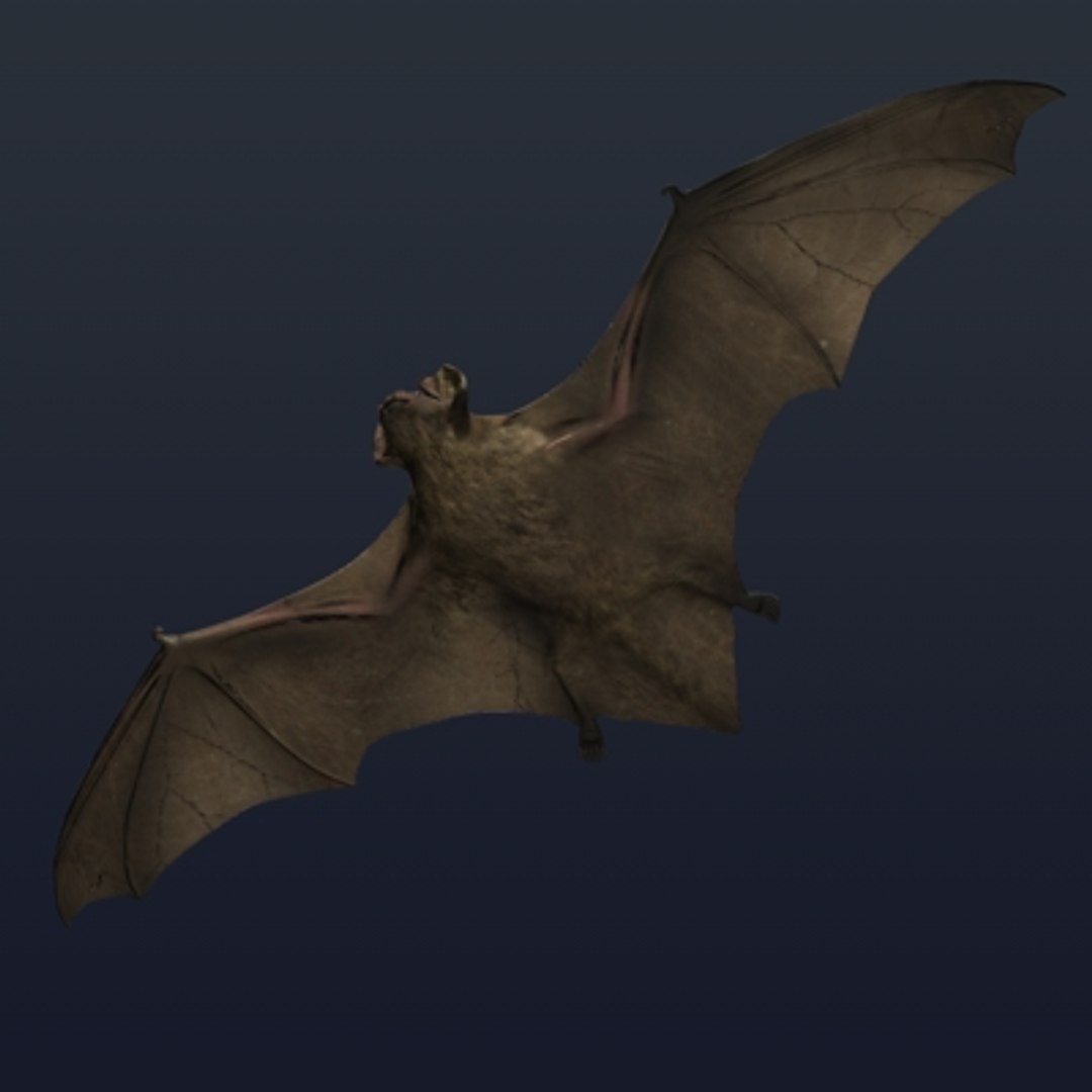 3d Model Vampire Bat