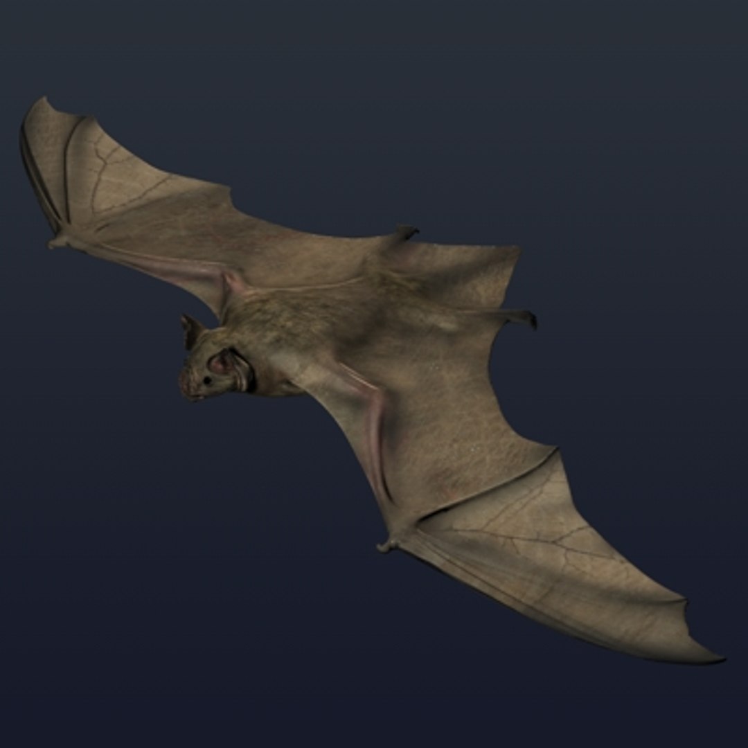 3d Model Vampire Bat