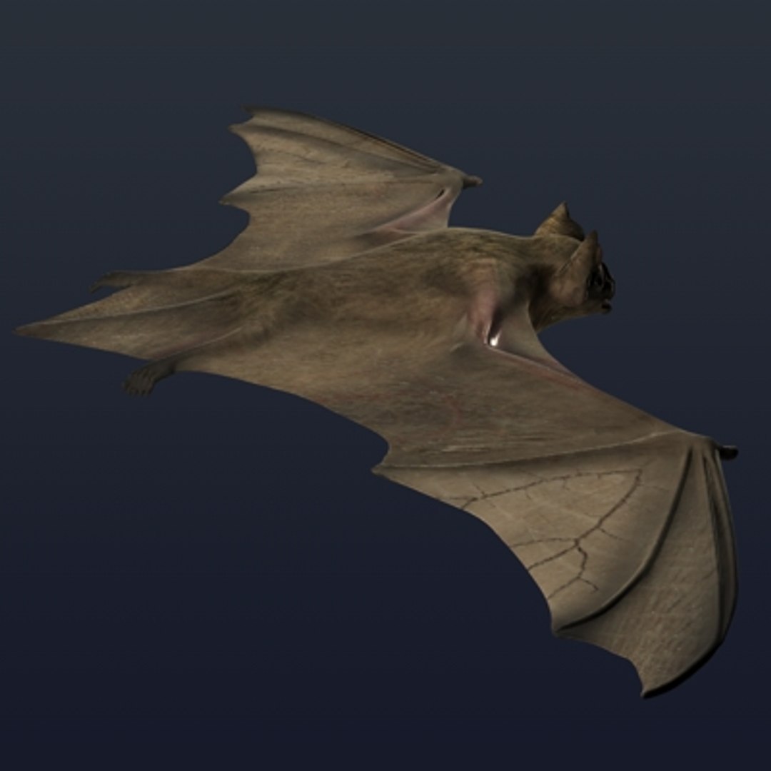 3d Model Vampire Bat