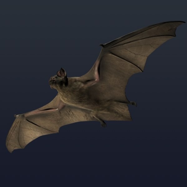 Bat 3D Models for Download | TurboSquid