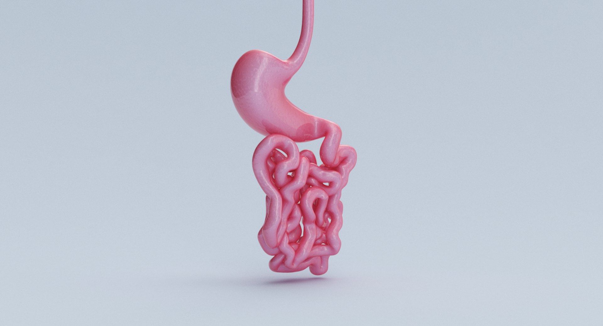 Small Intestine 3d Model