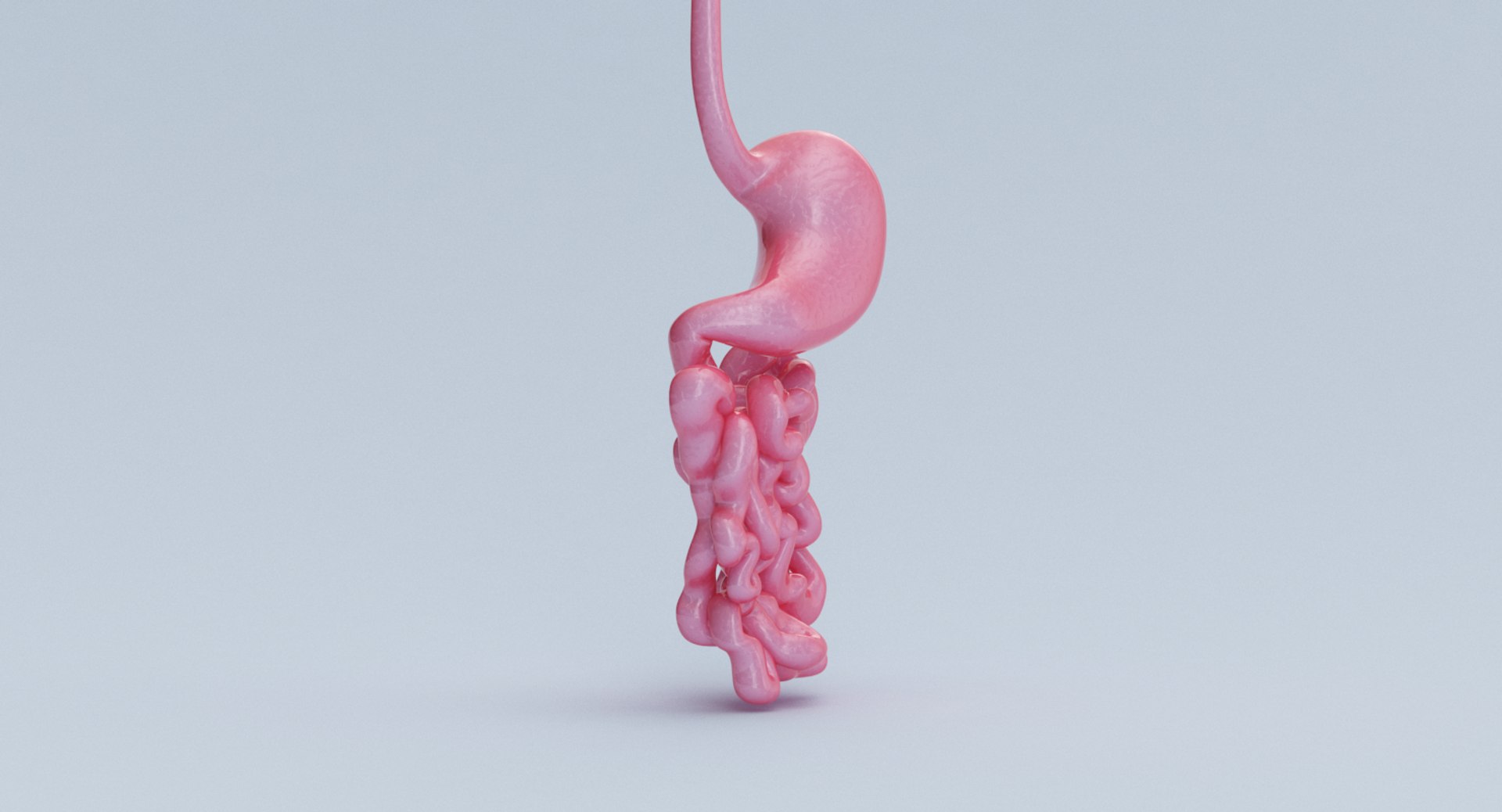 Small Intestine 3d Model