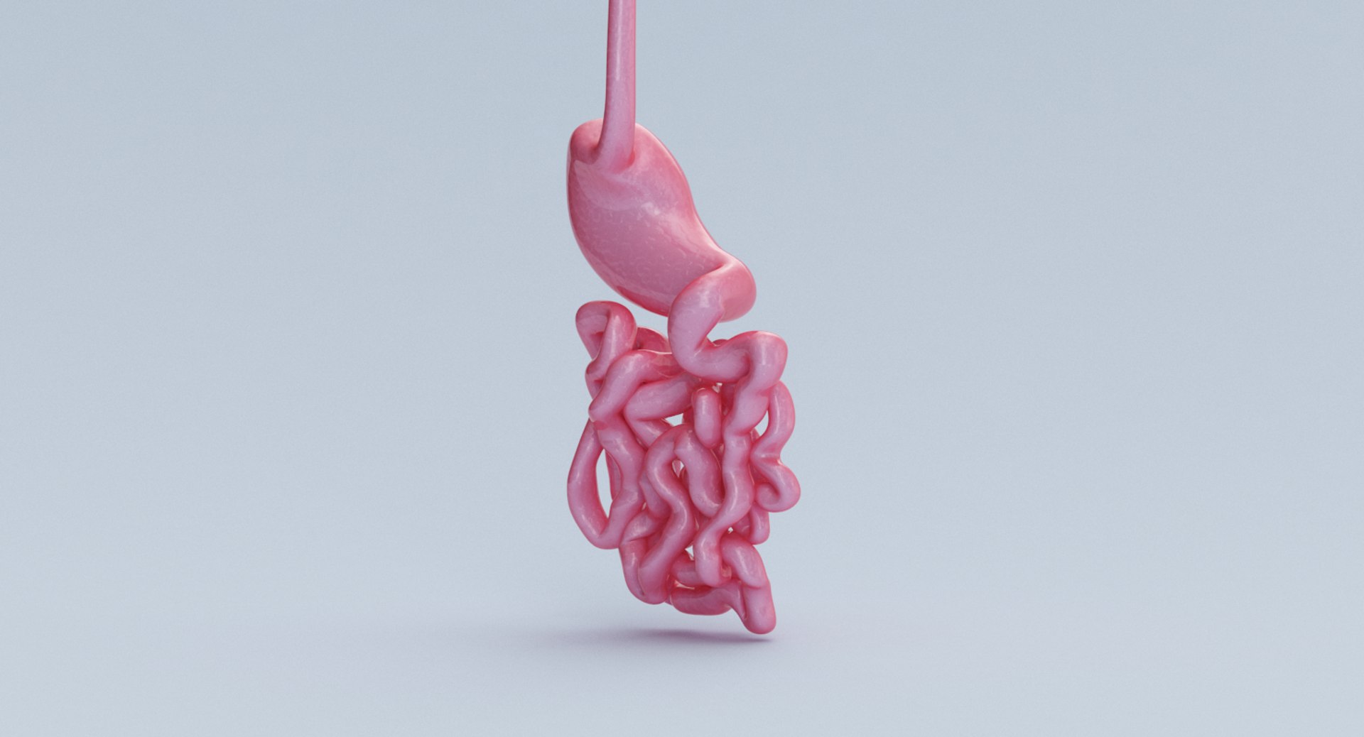 Small Intestine 3d Model