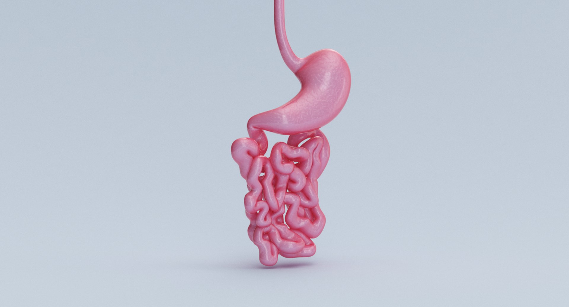 Small Intestine 3d Model