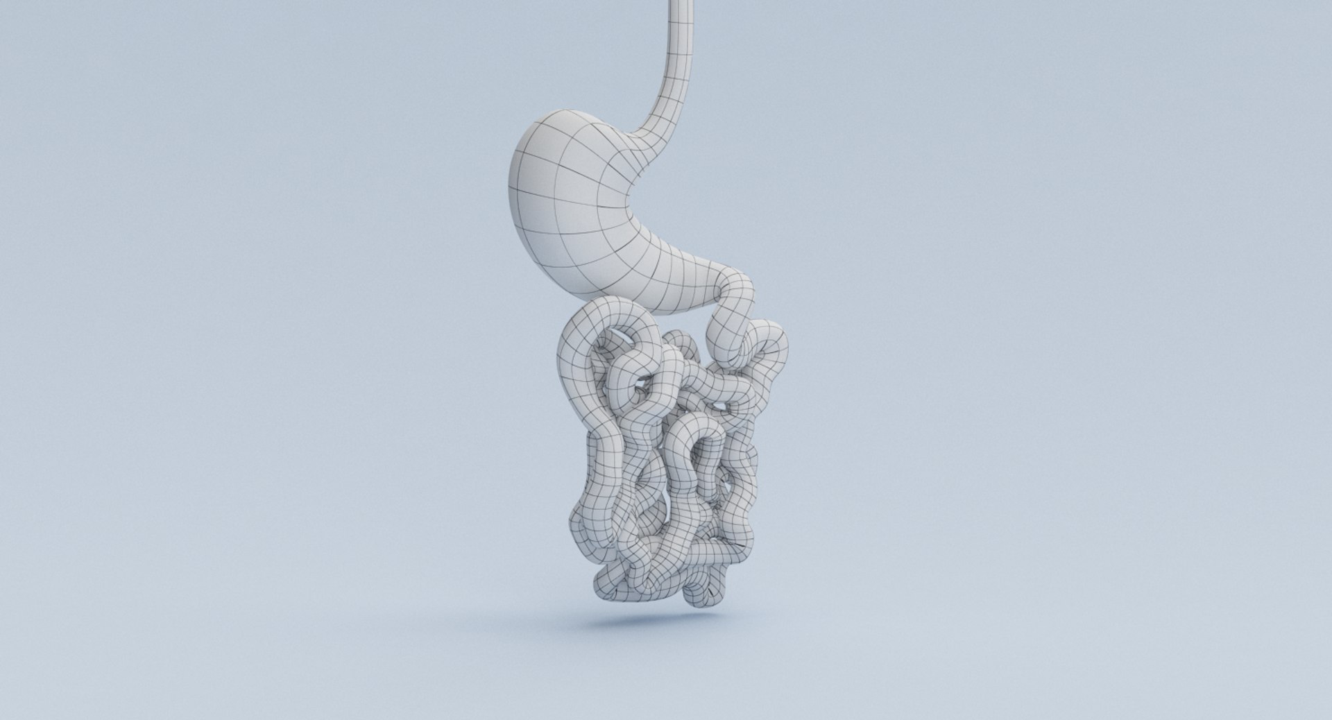 small intestine 3d model