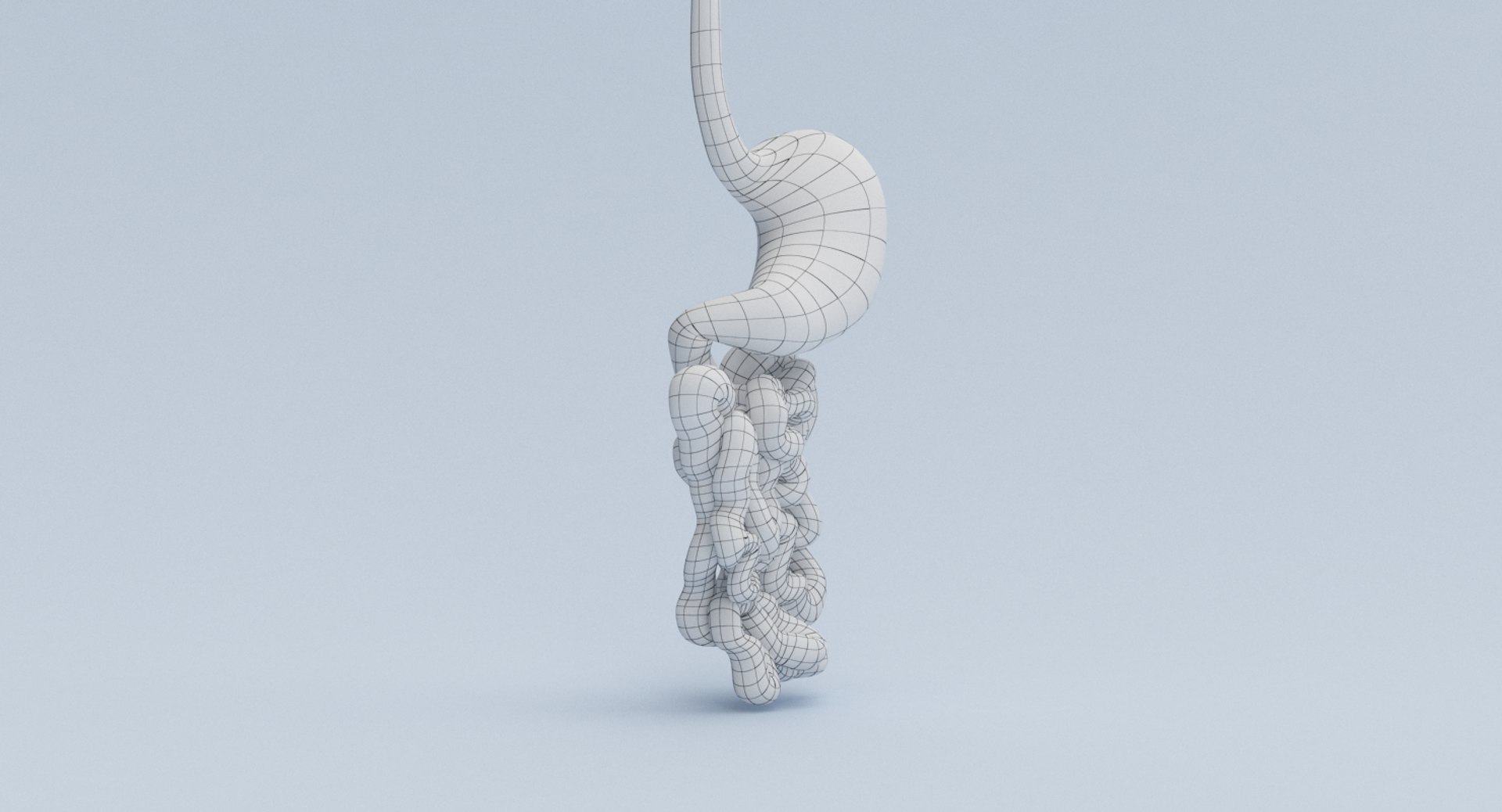 small intestine 3d model
