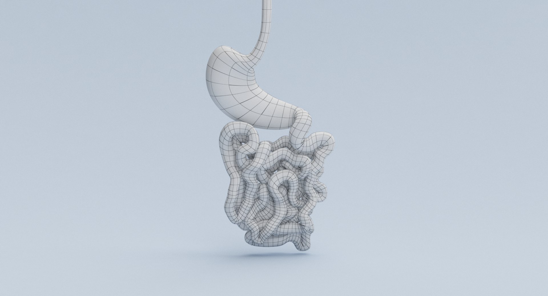 small intestine 3d model