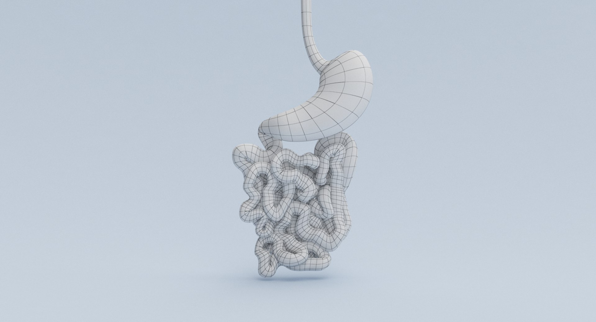 small intestine 3d model