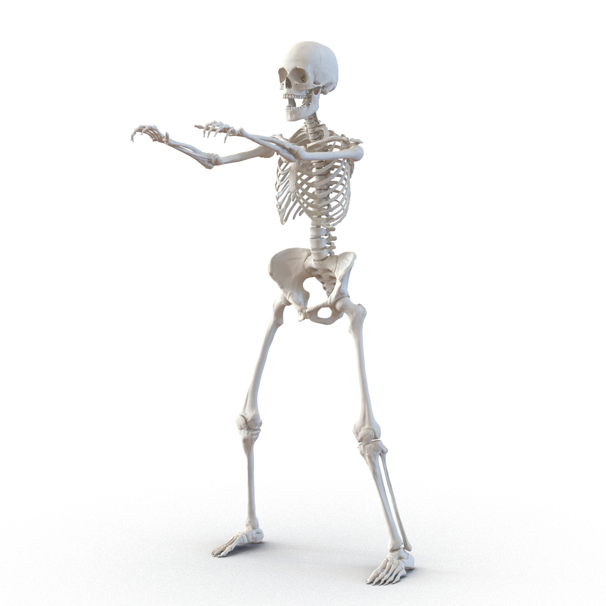 3d human skeletons rigged