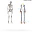 3d Human Skeletons Rigged