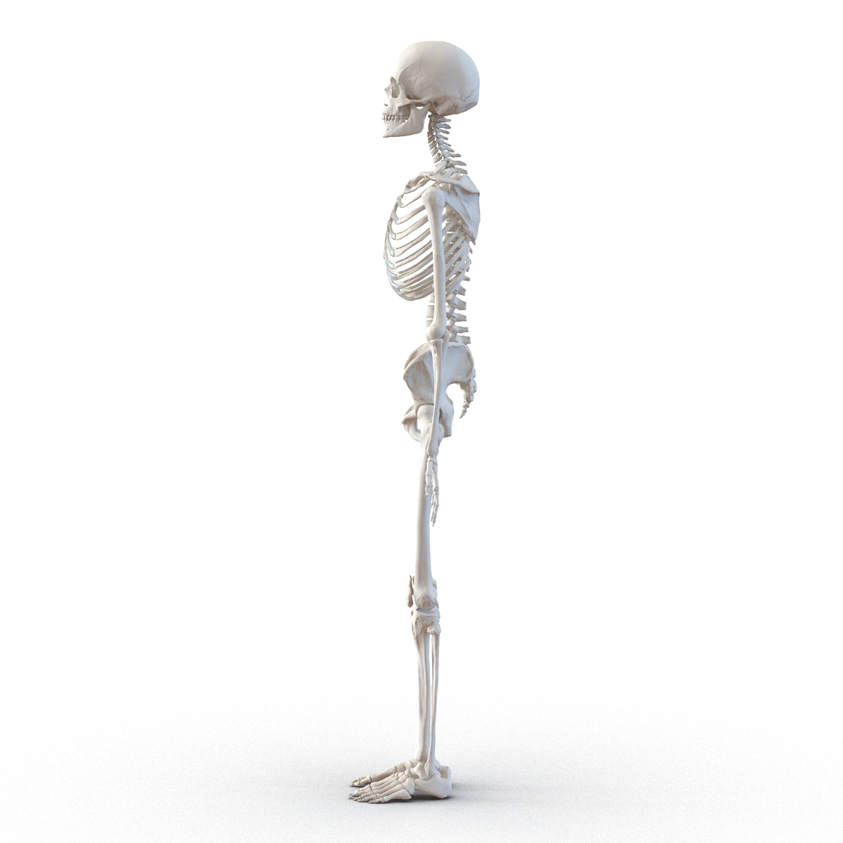 3d human skeletons rigged
