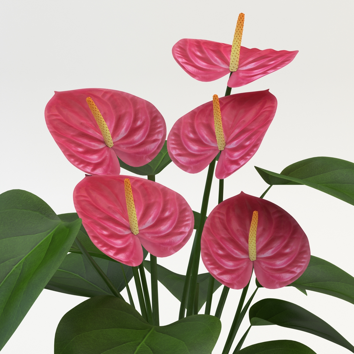 anthurium pink 3d model
