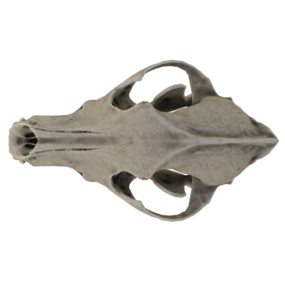 3D Dog Skull Model - TurboSquid 2088720