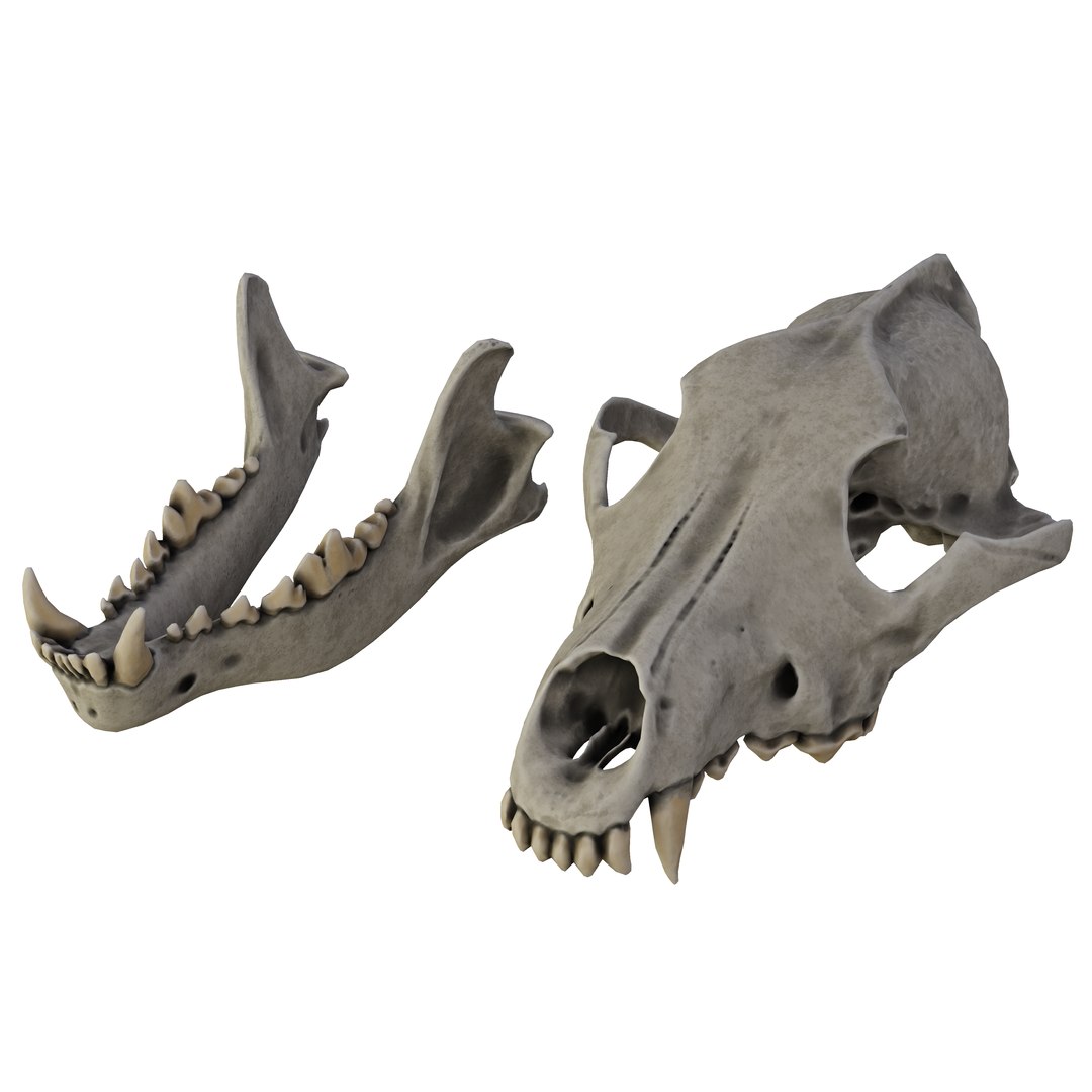 3D Dog Skull Model - TurboSquid 2088720