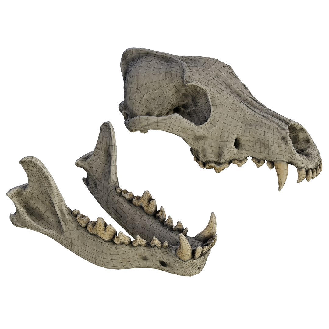 3D Dog Skull Model - TurboSquid 2088720