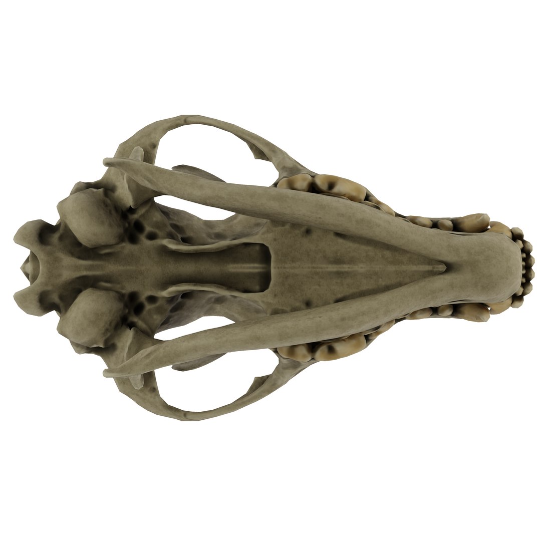 3D Dog Skull Model - TurboSquid 2088720