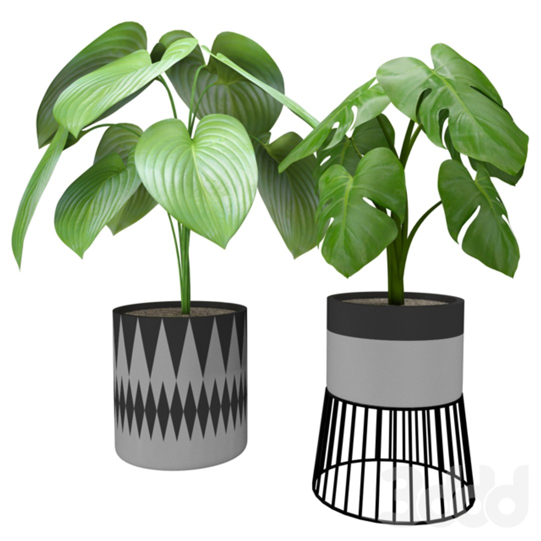 Plant Model - TurboSquid 1599833