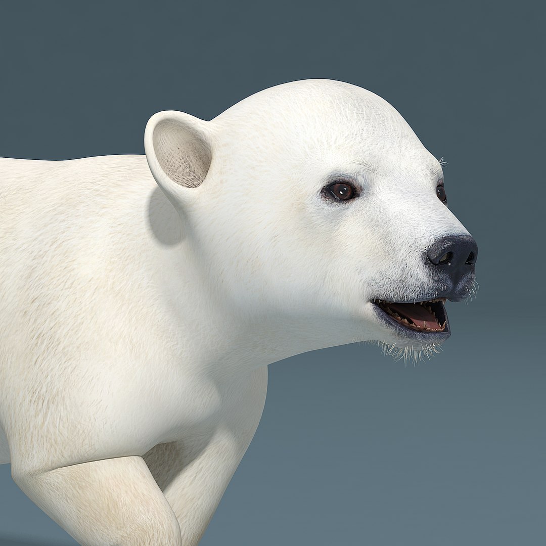 3d Polar Bear Baby Rigged Model