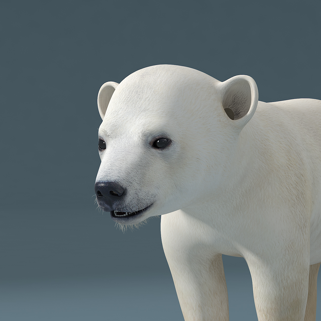 3d polar bear baby rigged model