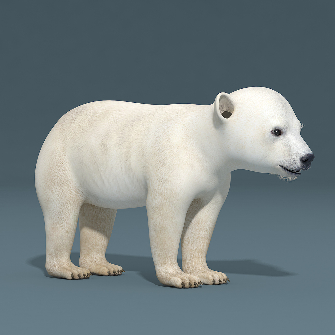3d polar bear baby rigged model