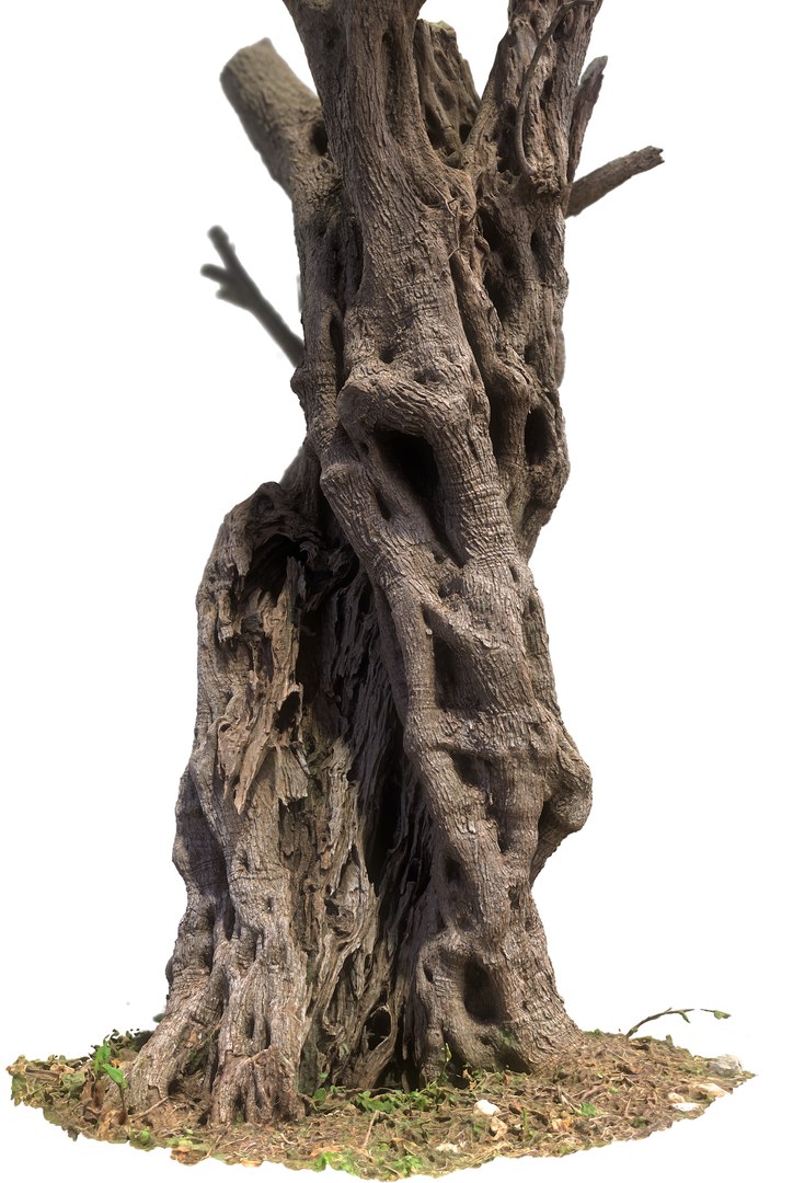 4 OLIVE TREE BUNDLE SCANS COLLECTION TREE PACK 3D Model - TurboSquid ...