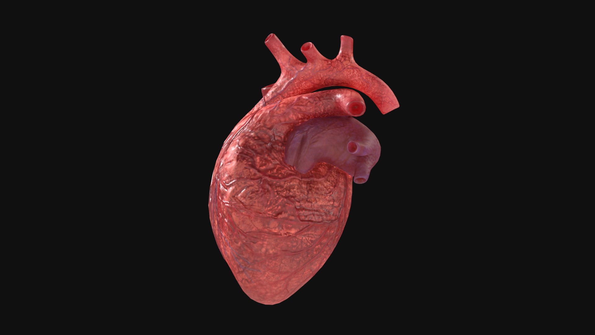 3D Heart model - TurboSquid 2173126