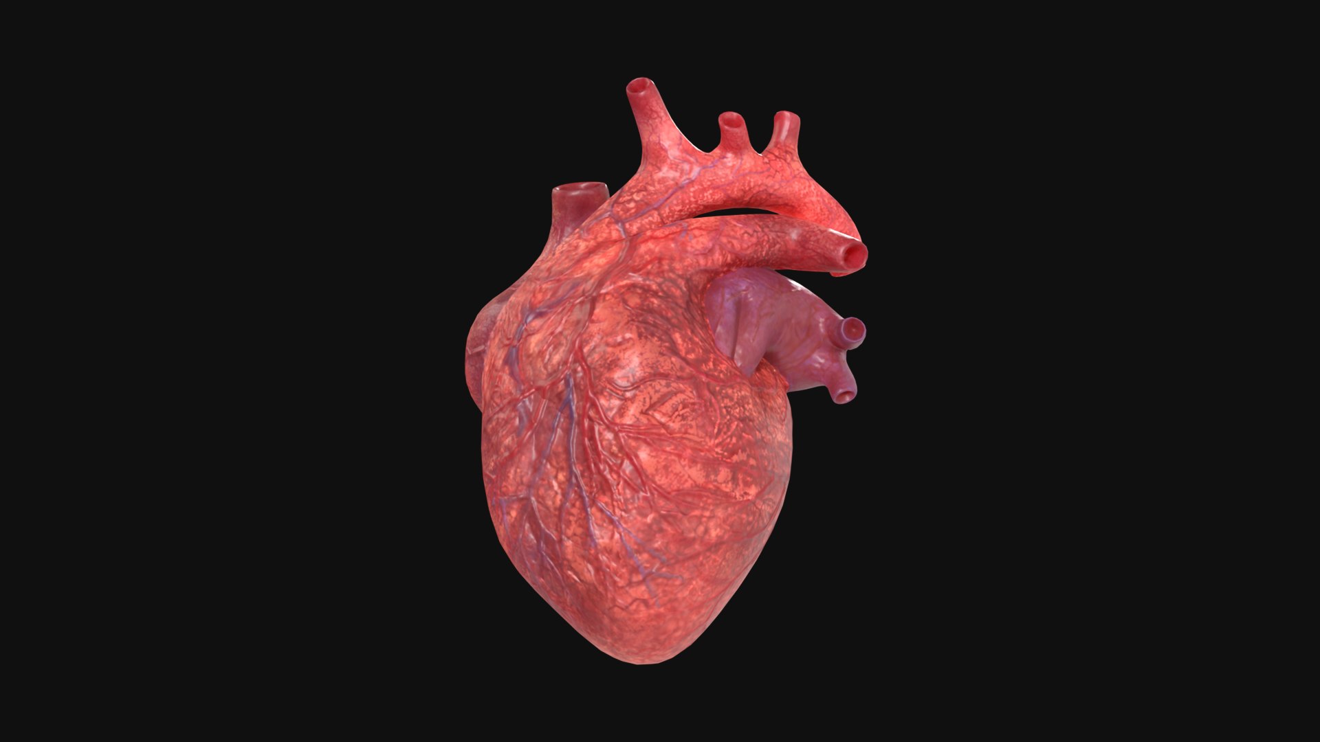 3D Heart model - TurboSquid 2173126