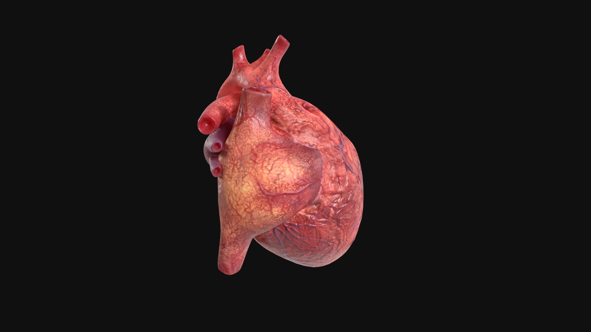 3D Heart model - TurboSquid 2173126