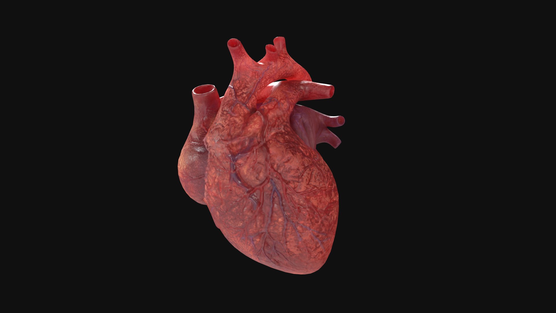 3D Heart model - TurboSquid 2173126