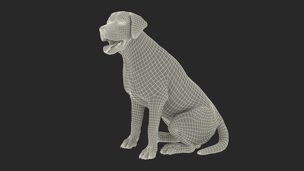 modelo 3d Perro Labrador Blanco Sentado Piel - TurboSquid 1823769