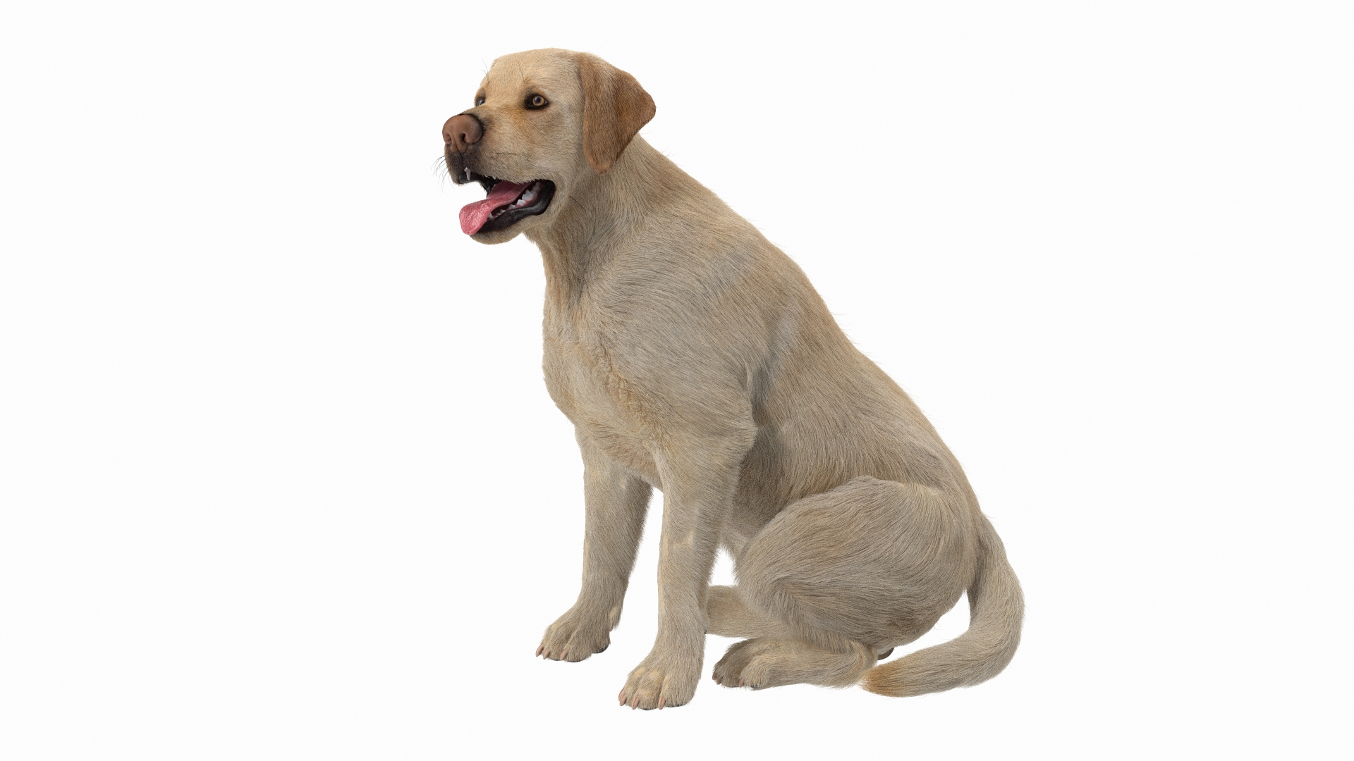 Labrador Dog White Sitting Fur 3D Model - TurboSquid 1823769