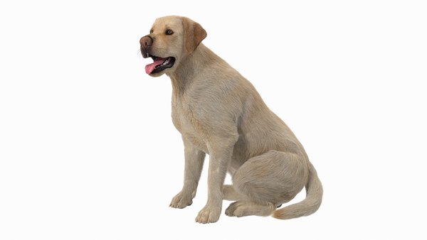 modelo 3d Perro Labrador Blanco Sentado Piel - TurboSquid 1823769