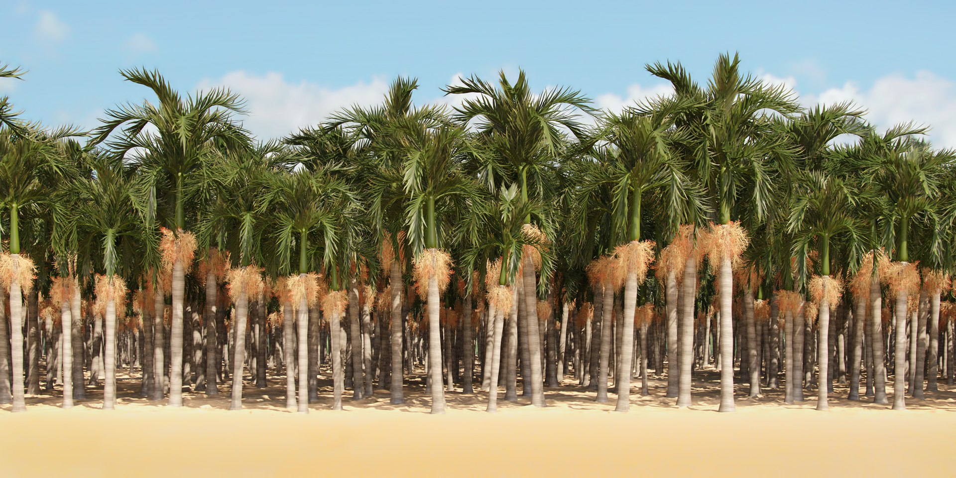 Adonida Palm Tree 3D - TurboSquid 1542010