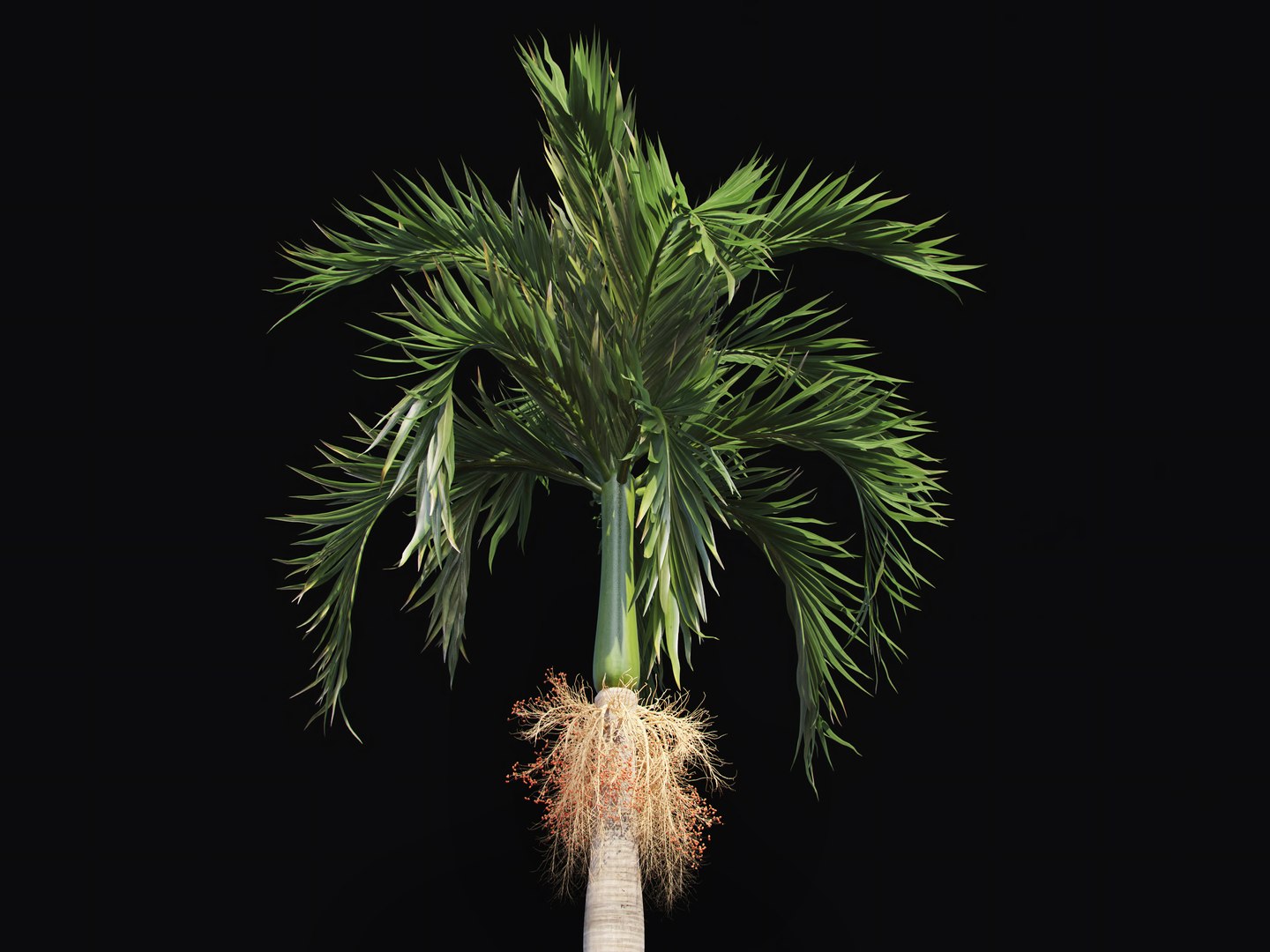 Adonida Palm Tree 3D - TurboSquid 1542010