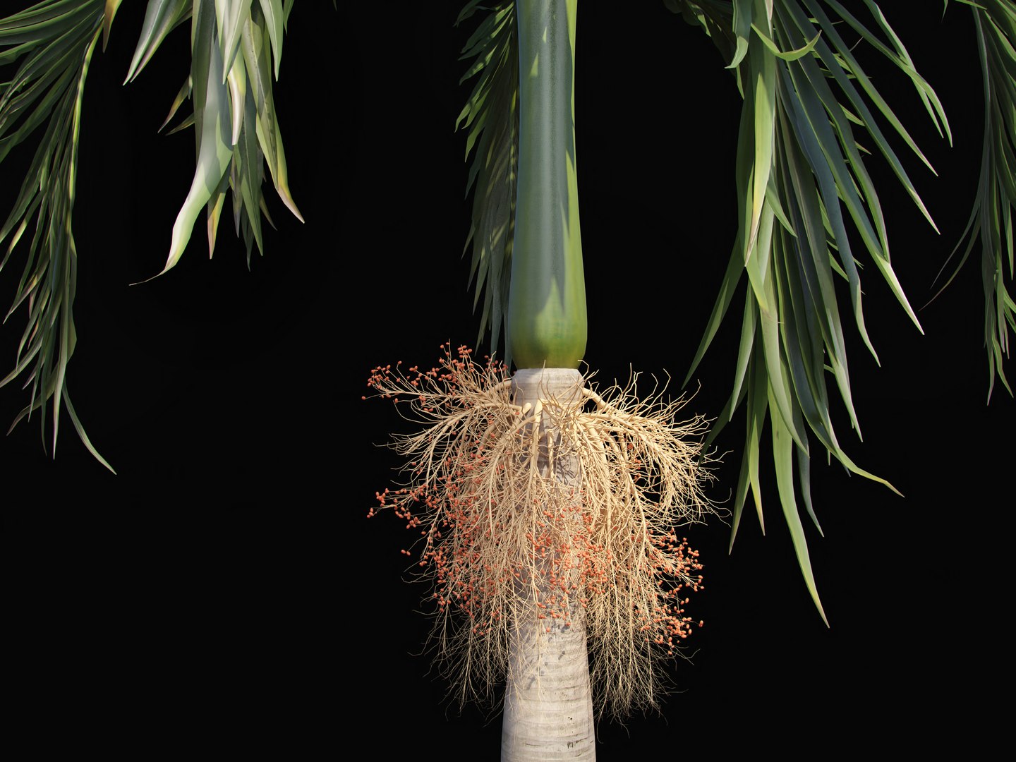 Adonida Palm Tree 3D - TurboSquid 1542010