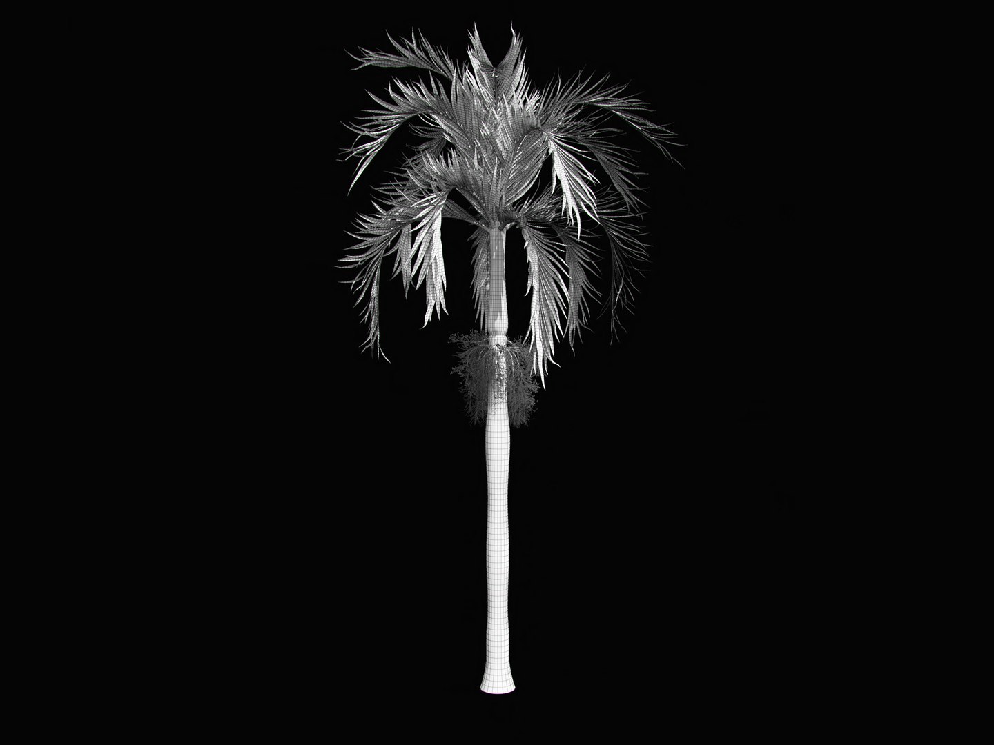 Adonida Palm Tree 3D - TurboSquid 1542010