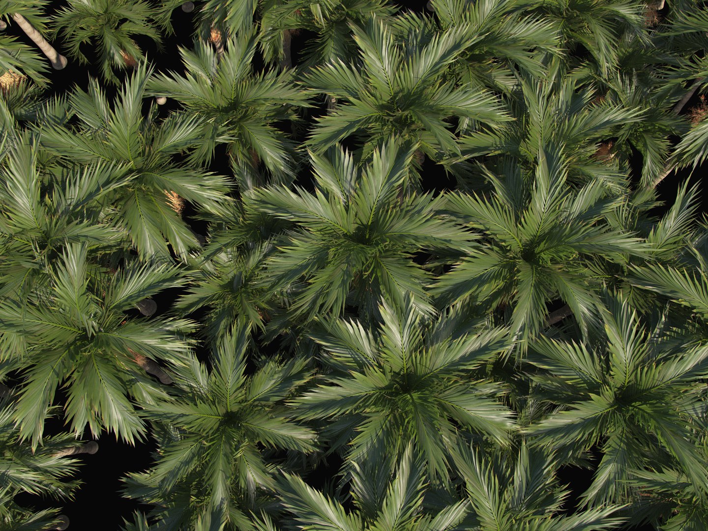 Adonida Palm Tree 3D - TurboSquid 1542010