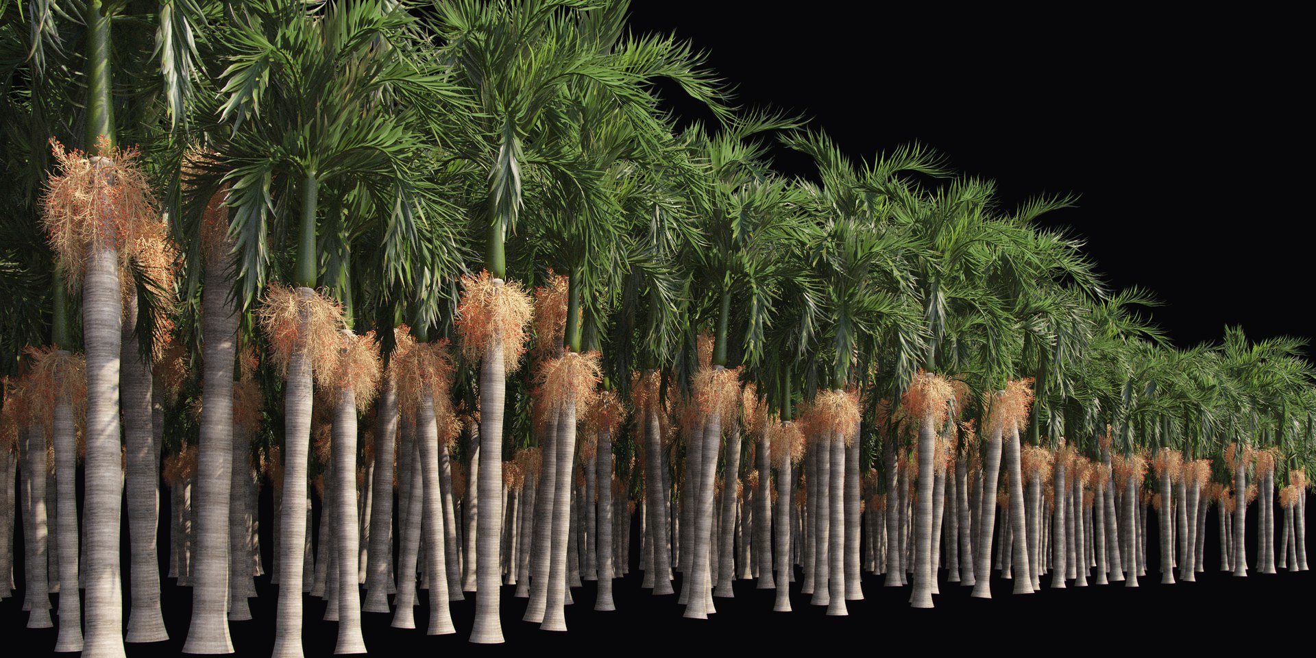 Adonida Palm Tree 3D - TurboSquid 1542010