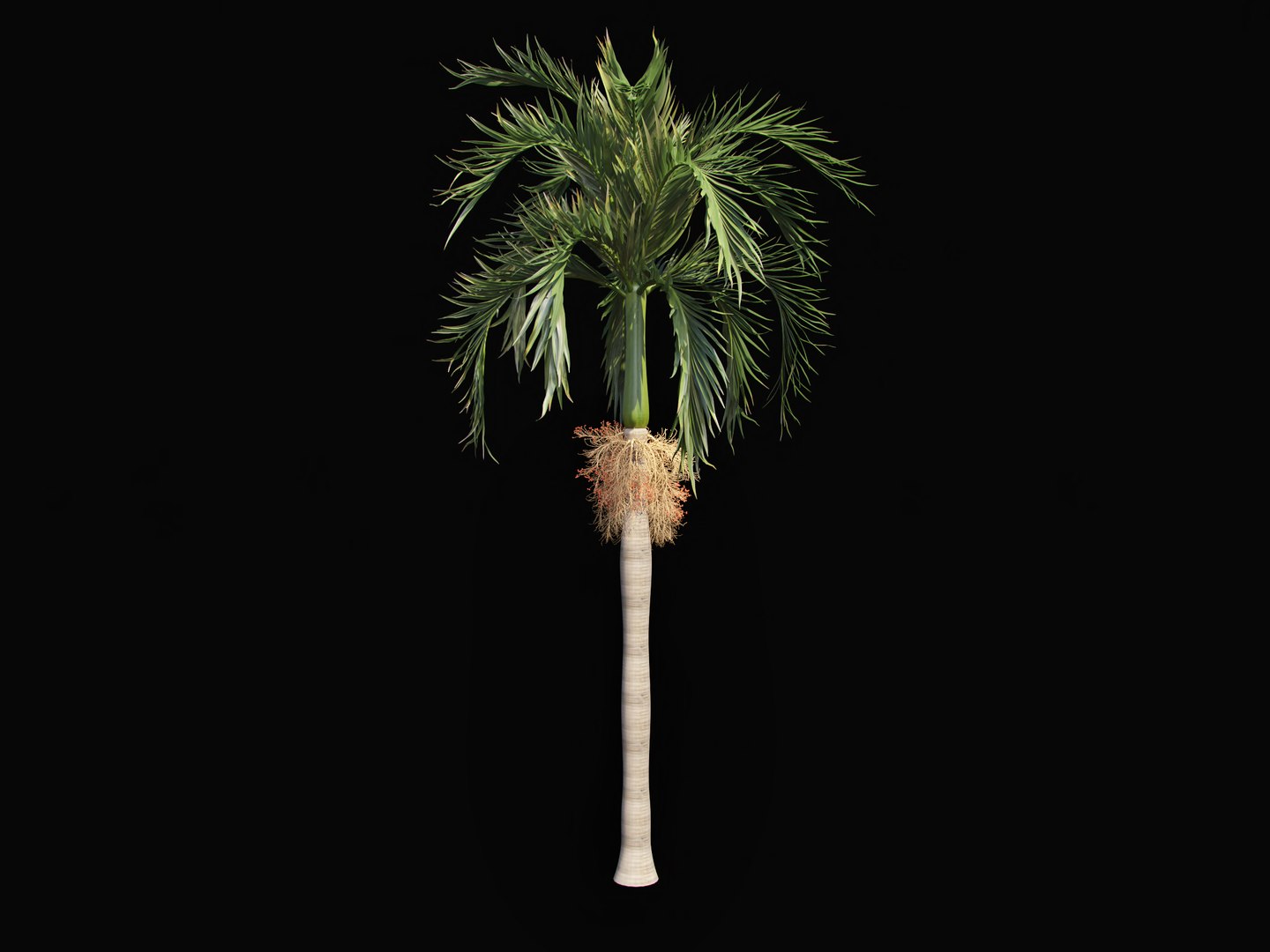 Adonida Palm Tree 3D - TurboSquid 1542010