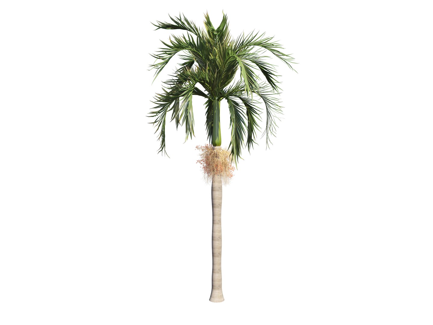 Adonida Palm Tree 3D - TurboSquid 1542010