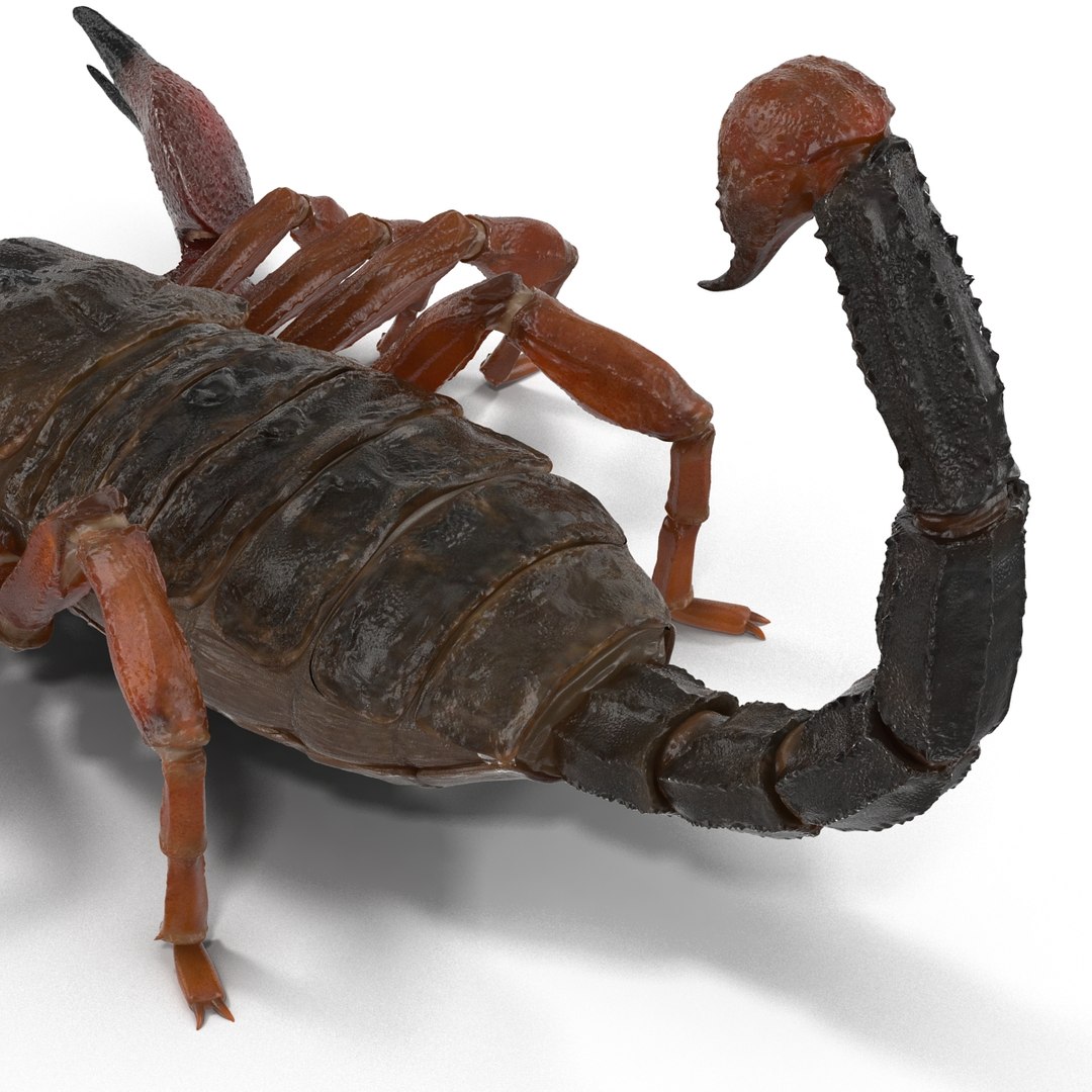 scorpion rigged 3d model