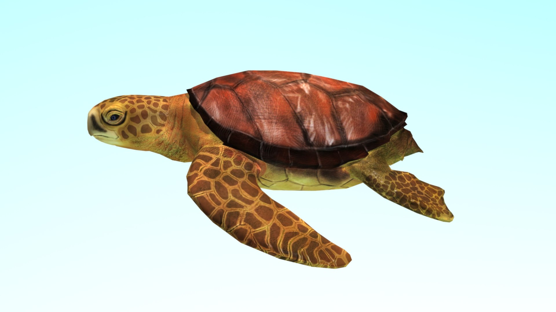 3d model sea turtle