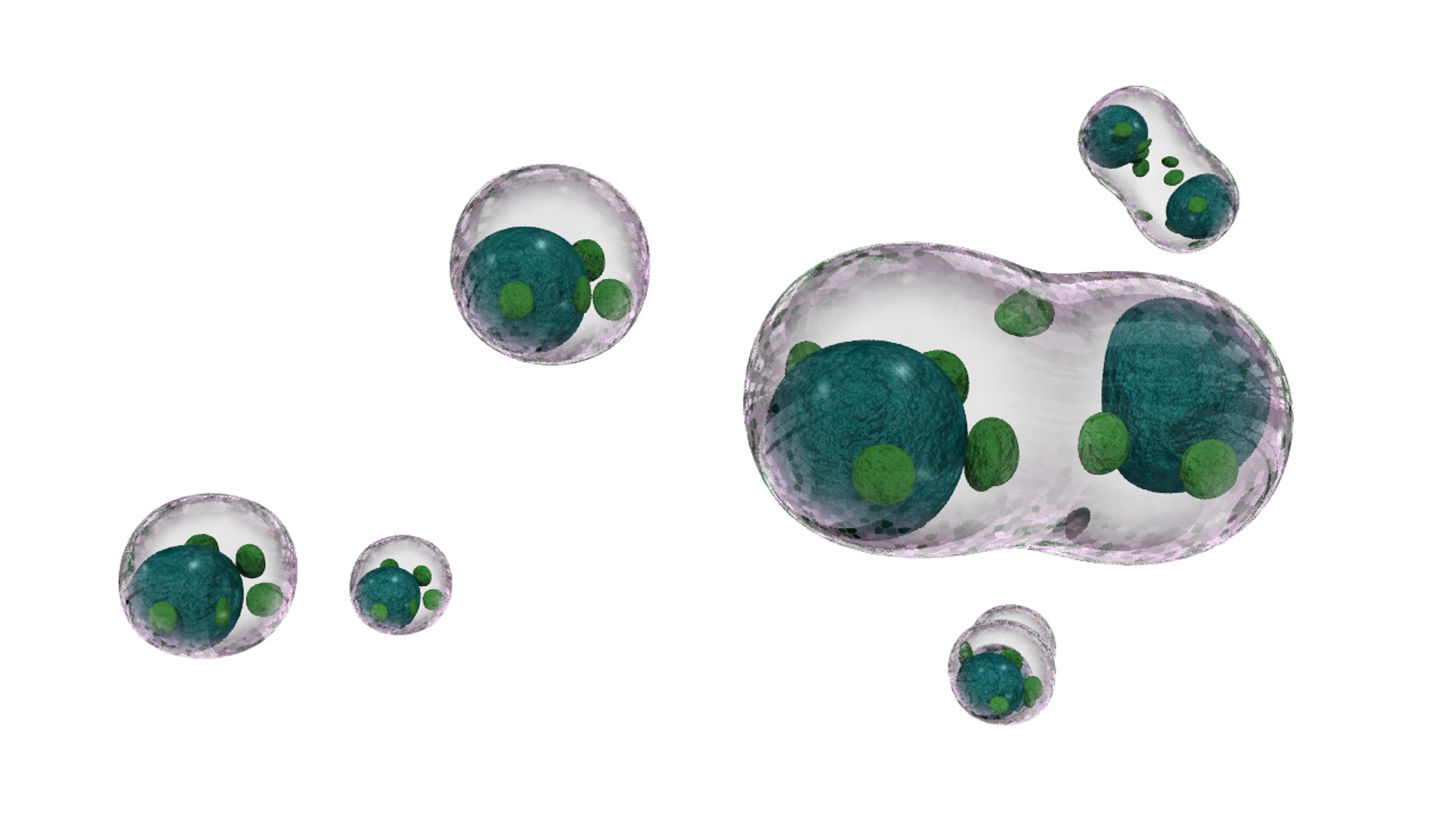Somatic Fusion Protoplast 3d Model