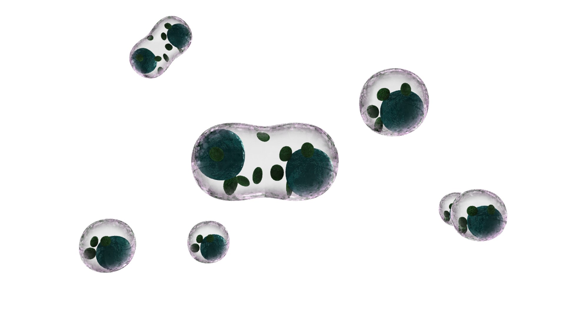 Somatic Fusion Protoplast 3d Model